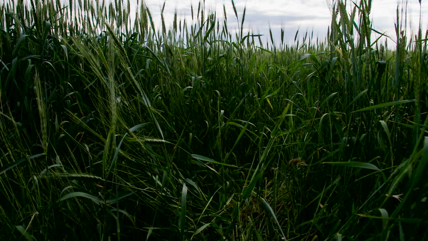 Overgrown With Bushes, Swampy Pond, Bushes, Swaying Narrow Leaves ...