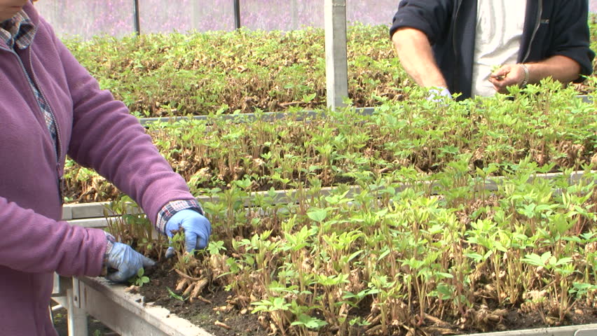 Greenhouse Worker Preparing Cuttings Stock Footage Video (100% Royalty ...