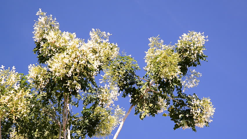 Indian Cork Tree Flowers (Millingtonia Hortensis Linn.flowers) On Blue ...