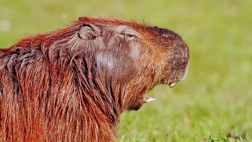 Capybara image - Free stock photo - Public Domain photo - CC0 Images