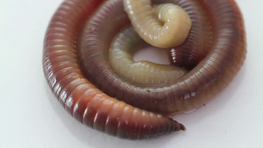 Green Frog Lithobates Clamitans Predator Catch Earthworm Worm Prey On ...