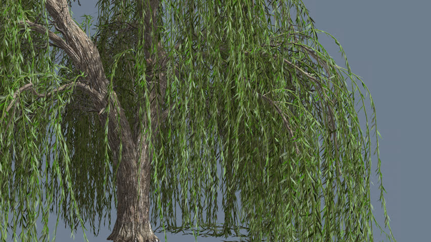 Weeping Willow, Top Of Tree, Long Hanging Tree Branches Are Swaying At ...