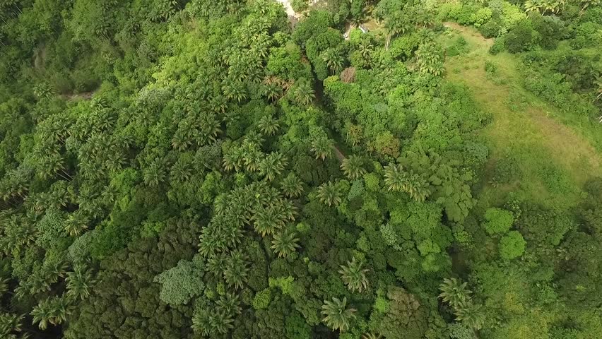 Aerial View of Vegetation, Tropical 스톡 동영상 비디오(100% 로열티프리) 13242167 ...
