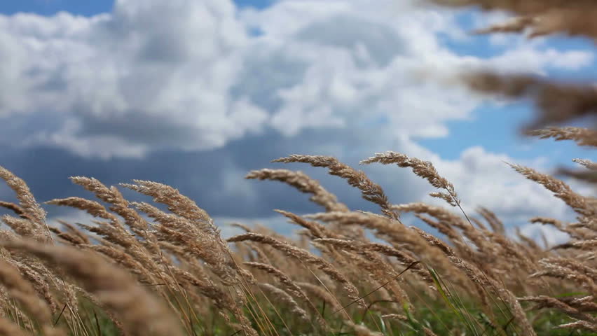Beautiful Tall Grass Blowing In The Wind Stock Footage Video 1325920 ...