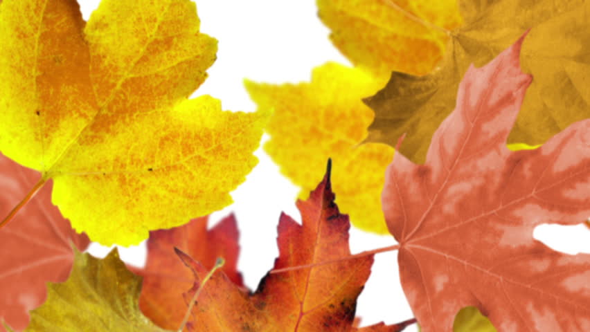 1035 Fall Trees Falling Leaves And Rainbow Storm Stock Footage Video ...