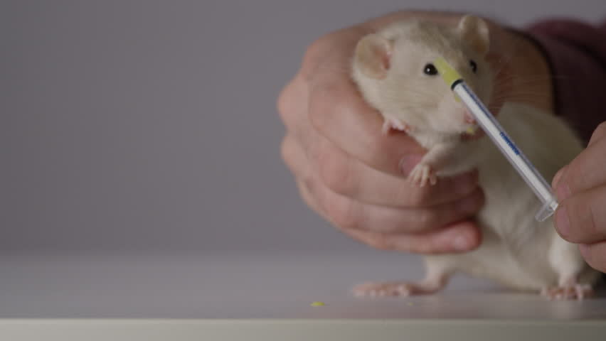 Testing Drugs On Lab Rat Stock Footage Video (100% Royalty-free ...