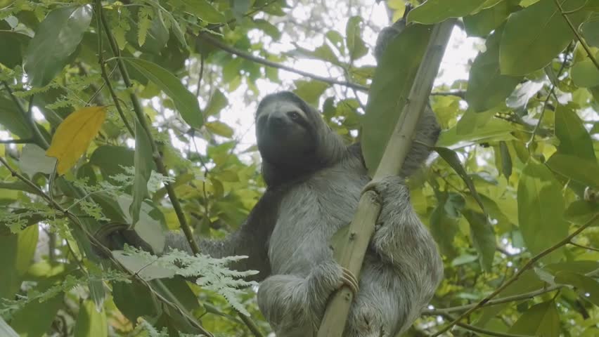 Stock video of sloth on top of tree reaching | 13597217 | Shutterstock