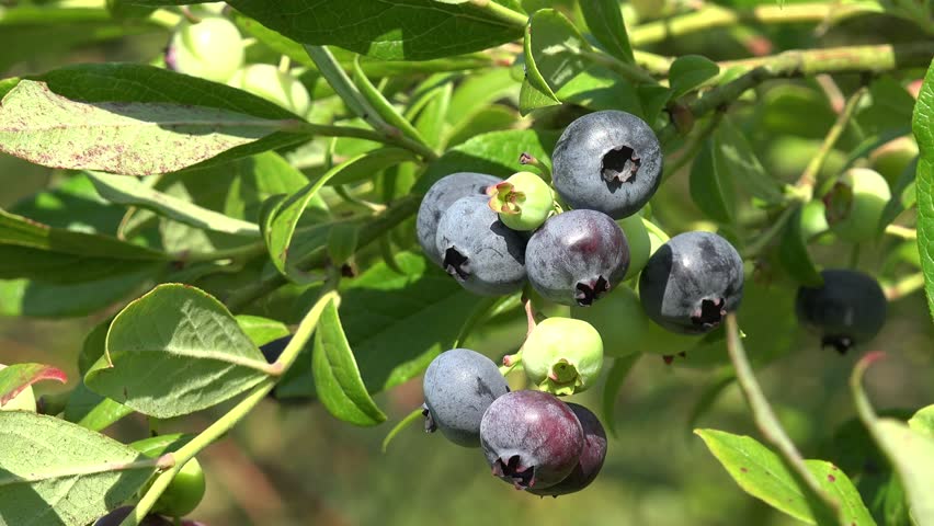 Atropa Belladonna, Commonly Known As Belladonna Or Deadly Nightshade ...