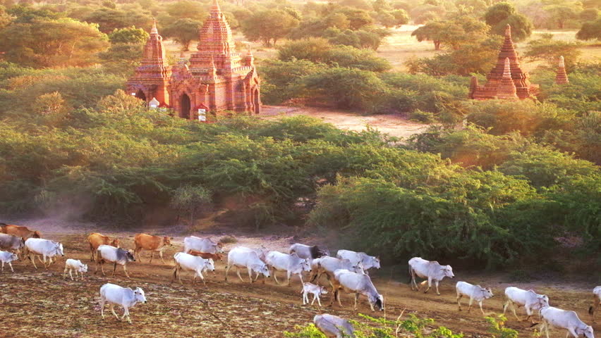 Burmese Herders Leads Cattle Herd Through Amazing Sunset Landscape Of ...