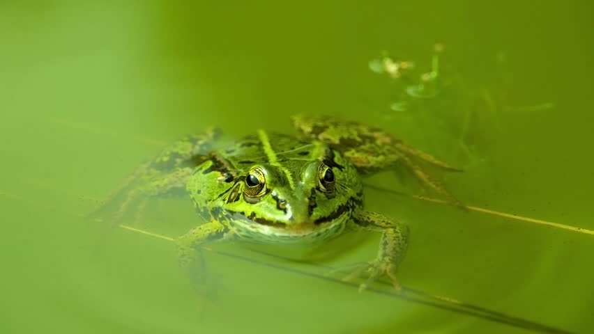 Stock Video Clip of Winking green Frog floating in still water ...