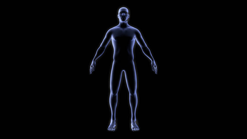 3D Male And Female Skeleton Comparison With See Through Skin Overlay ...