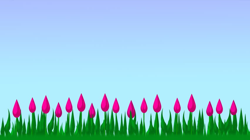Animation Pink Tulips Growing Upwards Stock Footage Video (100% Royalty ...