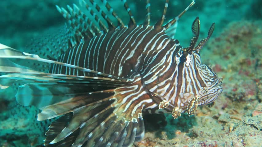 An Animation Of A Trilobite Moving About On A Cambrian Period (400 ...