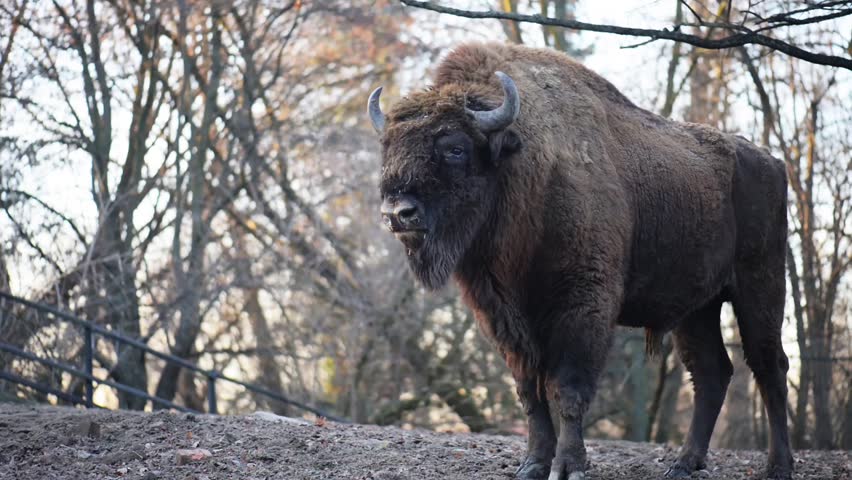 The European Bison (Bison Bonasus), Also Known As Wisent Or The ...