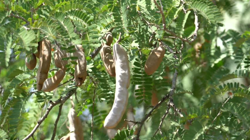 Wild Tamarind Stock Footage Video | Shutterstock