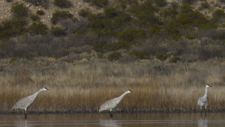 Sandhill Crane wading in the Marsh image - Free stock photo - Public ...