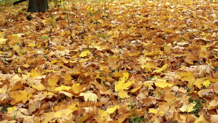 Walking On Fall Leaves Outdoor With Autumn Season Nature On Background ...