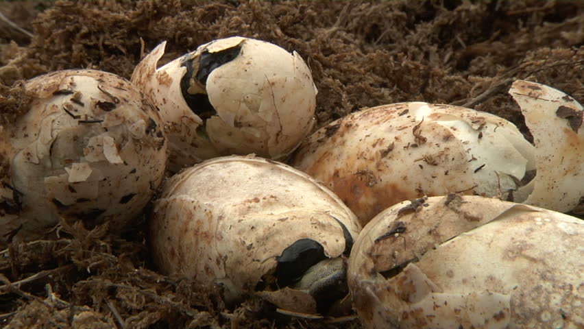 Alligator Eggs Hatching Stock Footage Video 1451326 | Shutterstock