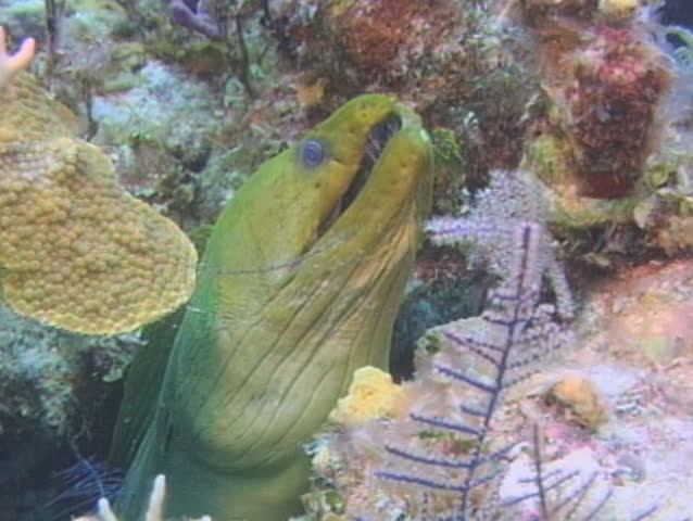 Moorish Idol, Known As Gill In Finding Nemo, Swims Under Coral. Stock ...