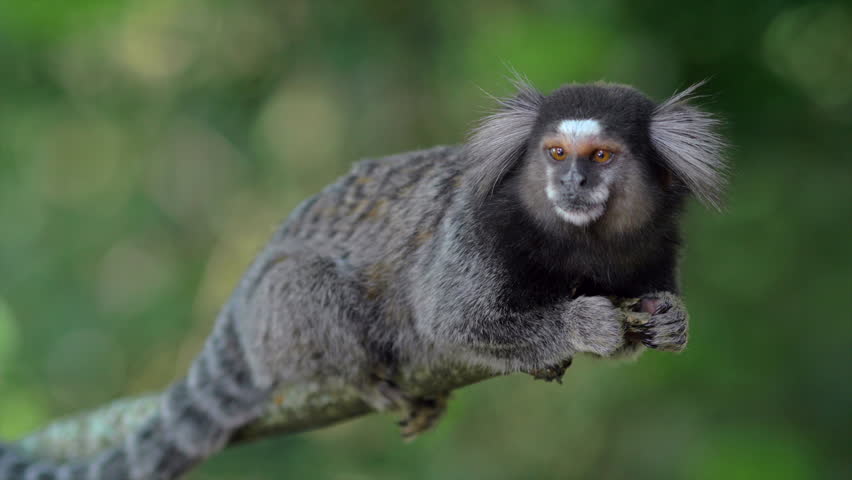 Sagui Monkey In The Wild, Looking Around And Jumping Out Of Scene In ...