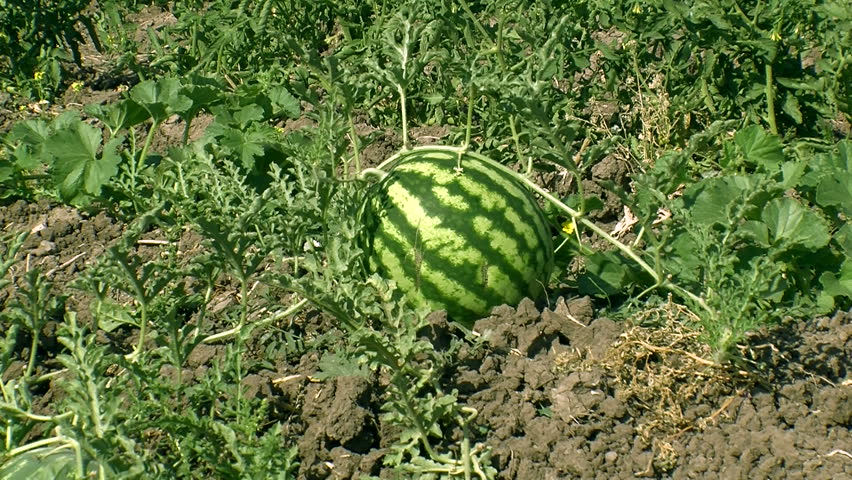 Harvest Watermelon Zoom Stock Footage Video (100% Royalty-free) 1481077 ...