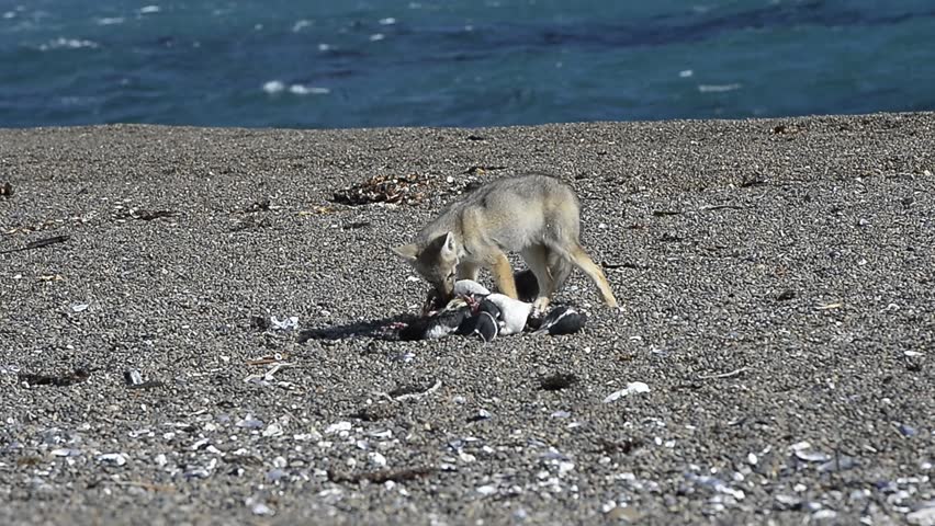 Grey Fox Eating a Penguin Stock Footage Video (100% Royalty-free ...