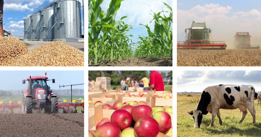 Agriculture - Food Production, Planting Corn, Soybean, Sunflower ...