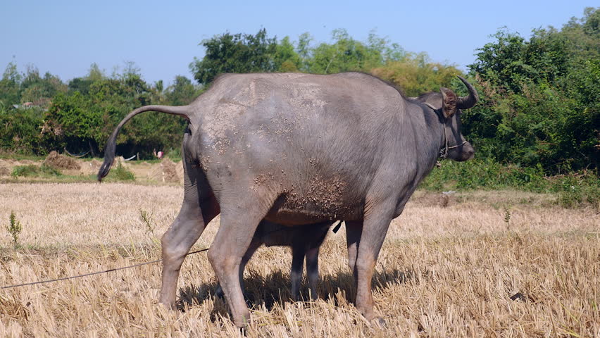 Buffalo defecate Stock Video Footage - 4K and HD Video Clips | Shutterstock