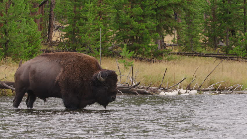 Stock Video Clip of Bull bison buffalo crossing a river in | Shutterstock