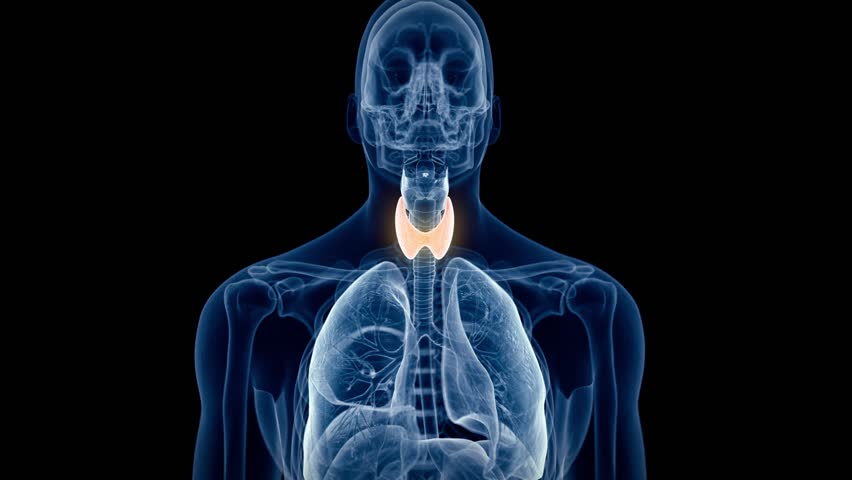 Medical 3d Animation Of The Human Thyroid Videos de metraje en stock ...