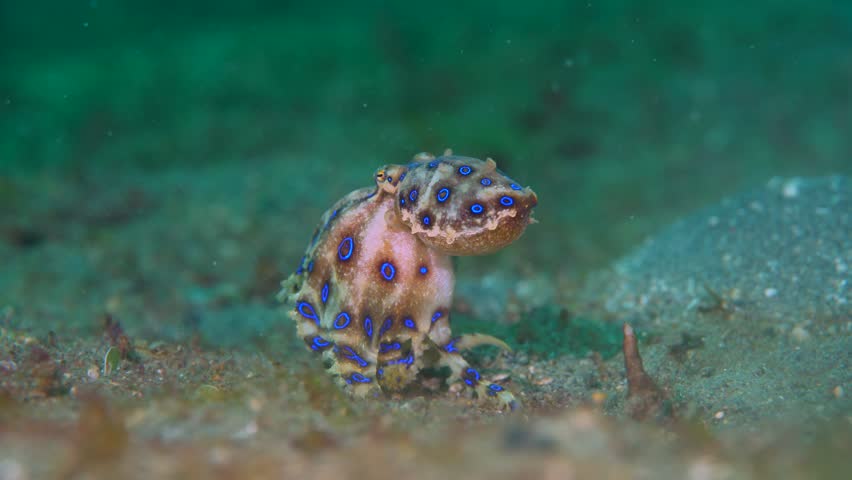 Blue Ringed Octopus Eggs