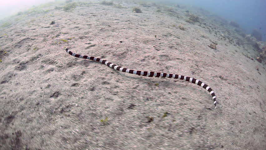 Stock video of a banded snake eel (myrichthys colubrinus) | 15813037 ...