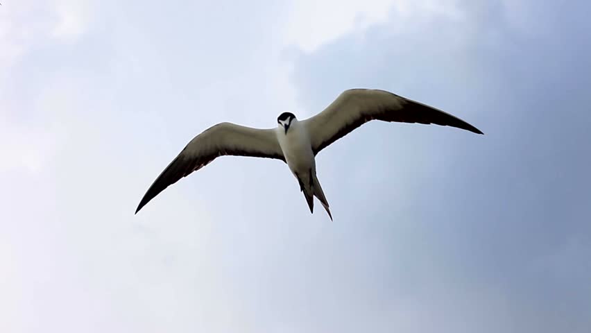 วิดีโอสต็อกของ birds flying very close to camera. | 15911887 | Shutterstock