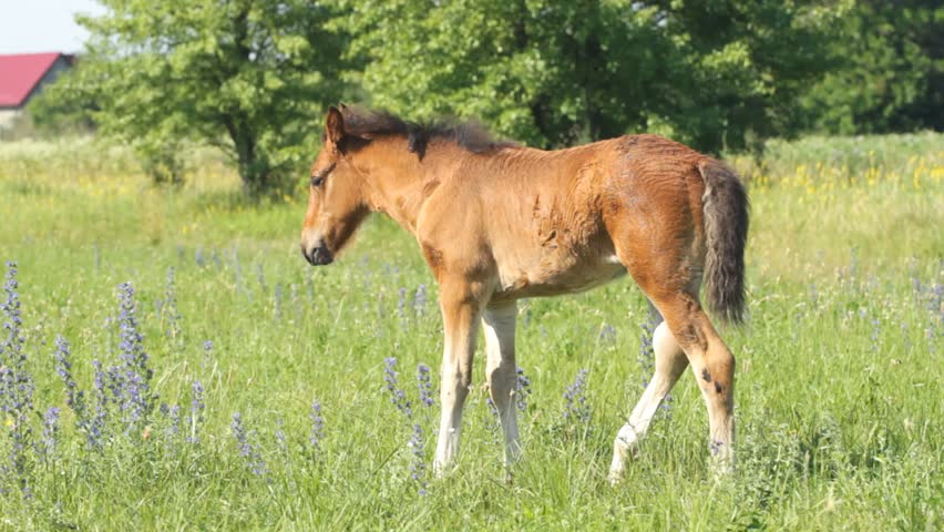 Baby Horse Pasture On a Stock Footage Video (100% Royalty-free ...