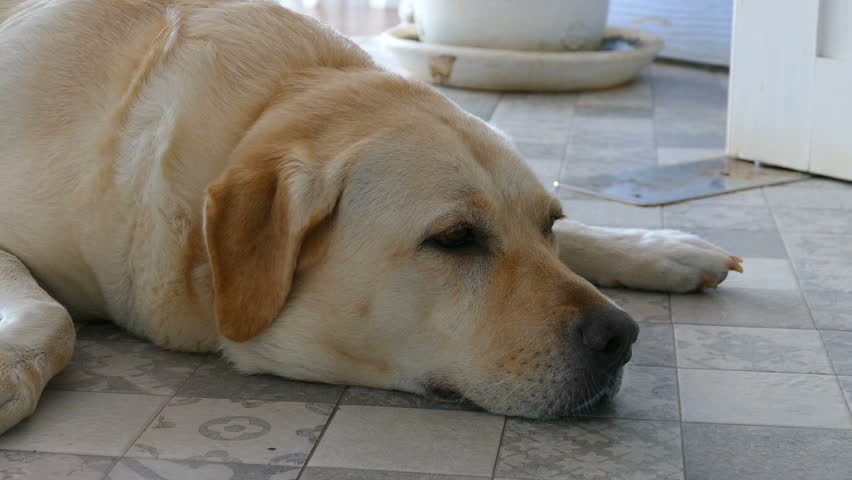 Fat Labrador Retriever 11 Year Old Breathless , Shortness Of Breath On ...
