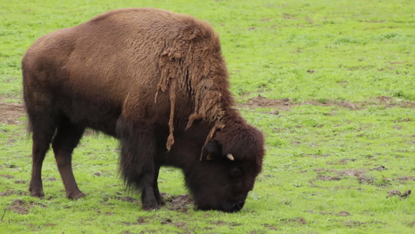 Wild Bison Eats Grass. Stock Footage Video 11584376 | Shutterstock