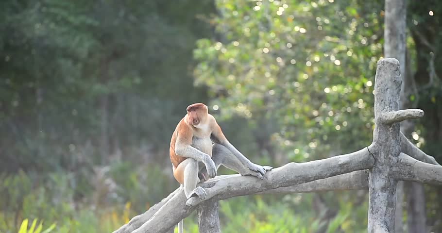 Male Proboscis Monkey Prepares To Mate Stock Footage Video 19648762 ...