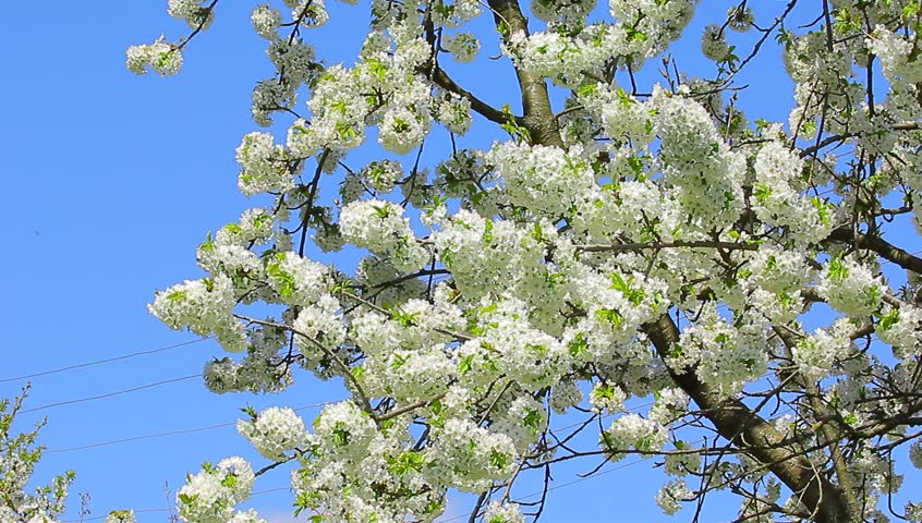 White Cherry Blossom Tree Close Up View Stock Footage Video 16291186 ...