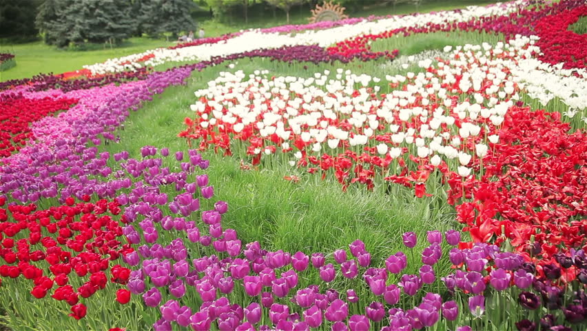 Farm And Floral Beauty With Tulips And Flowers In Fields, Lisse ...