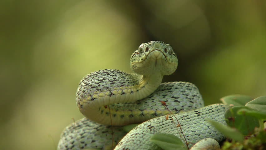 Venomous Viper Snake image - Free stock photo - Public Domain photo ...