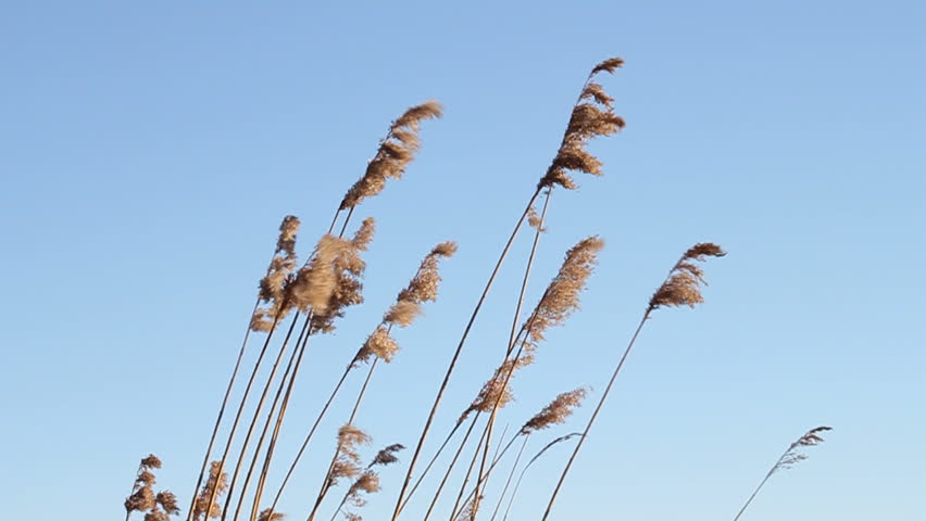 Reed Moving Gently in the Stock Footage Video (100% Royalty-free ...