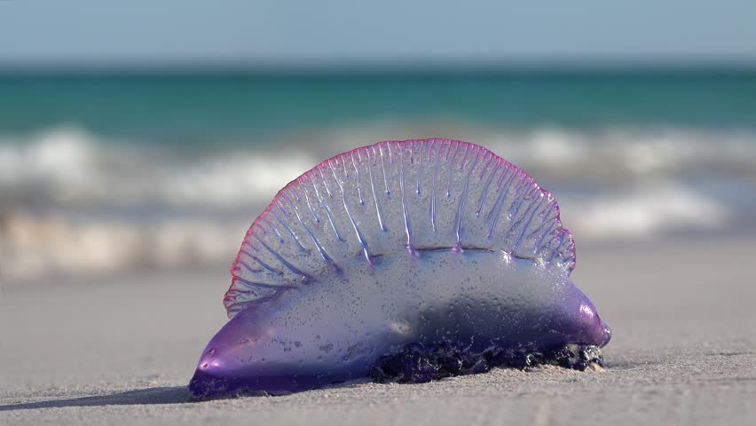 Atlantic Portuguese Man O' War (Physalia Physalis) On The Bermuda Beach ...