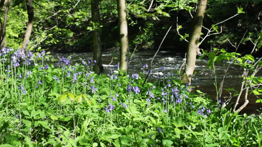 Blue Bells On River Bank Stock Footage Video (100% Royalty-free ...