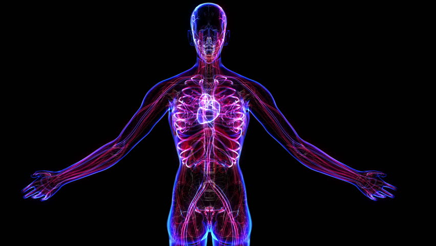All Human Body Systems. Transition Body - Circulatory System - Body ...