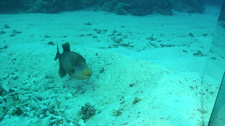 Titan Triggerfish Attack the Mirror. Stock Footage Video (100% Royalty ...