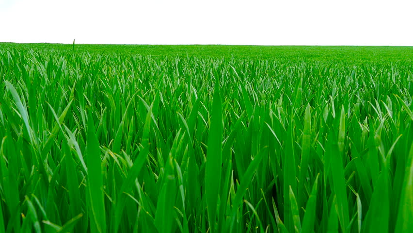 Green Grass Motion Camera. Stock Footage Video (100% Royalty-free ...