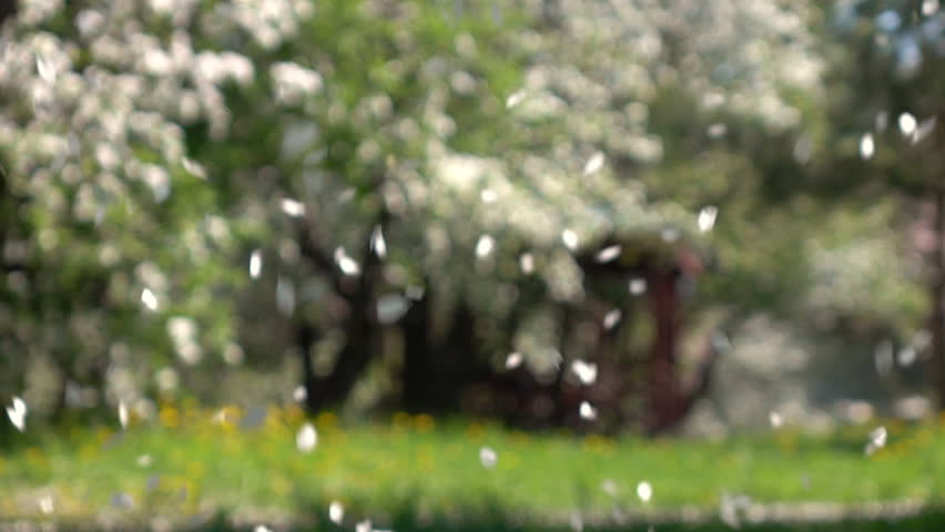 Stock video of falling apple petals against blur garden | 16898377 ...