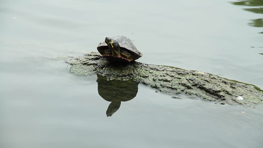Turtle sitting on a rock image - Free stock photo - Public Domain photo ...