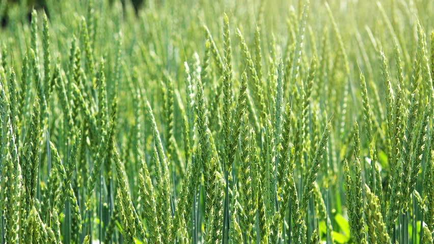 Spelt Wheat Crops Close Up, Dinkel Or Hulled Wheat In Cultivated Field ...