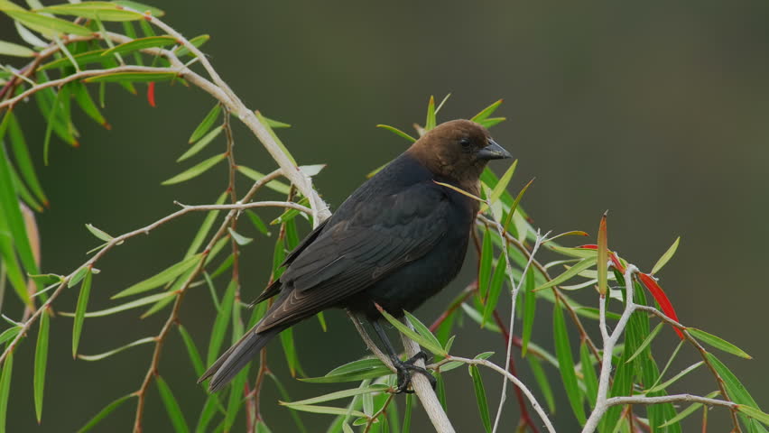 Brown Headed Cowbird in flight image - Free stock photo - Public Domain ...